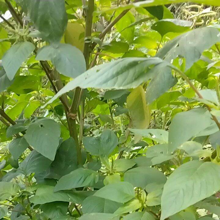 daun bayam segar yang banyak manfaat dan khasiat nya | Lazada Indonesia