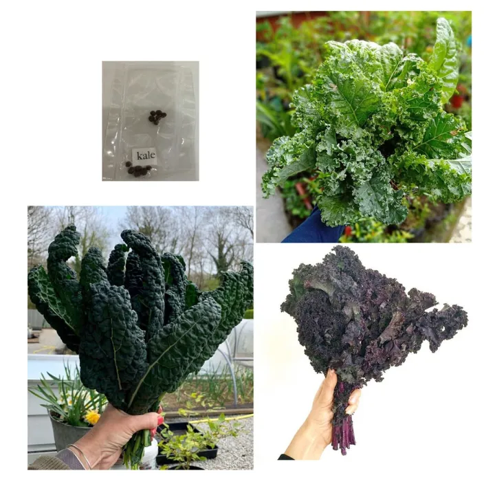 green red curly kale toscano lacinato leaf vegetable seeds kailaan ...