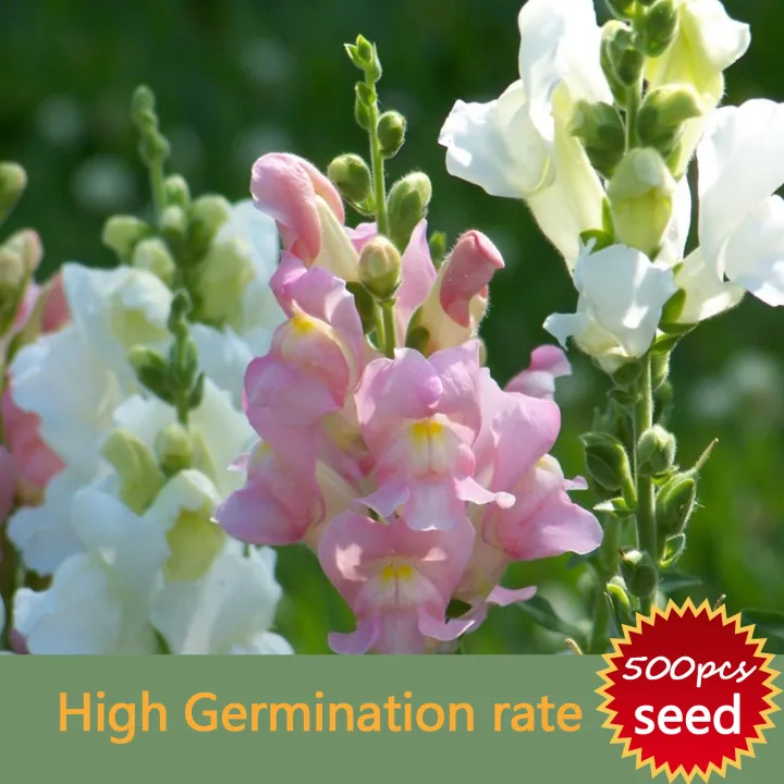 High Yielding Variety Mixed Snapdragon Seeds for Planting Free Seed ...