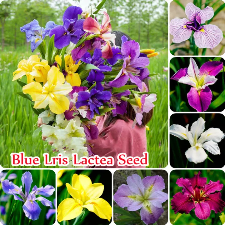 [Fast Delivery] Mixed Colors Blue Iris Lactea Flower Seeds (100 Seeds ...