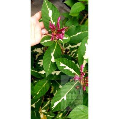 Variegated Chinese Croton Green Emerald | Lazada PH