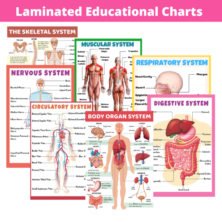 Laminated Charts, Laminated Charts, Nervous System, Respiratory System ...
