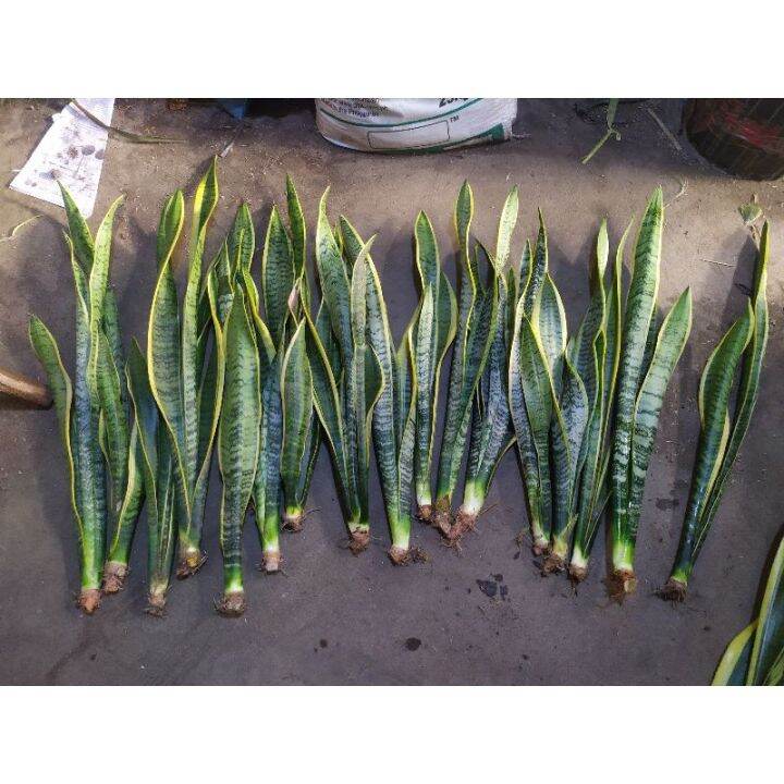 Laurenti seeds | green snake plants seeds| Yellow snake plants seeds ...