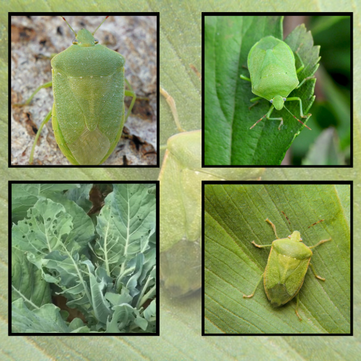 Racun Serangga kepinding hijau Nezara viridula Insects Bau Busuk Stink ...