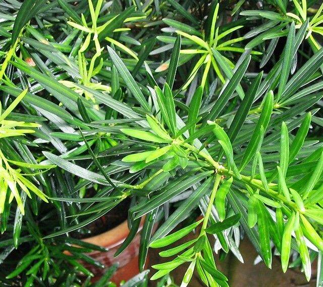 Maki-pine tree (2ft.) | Lazada PH