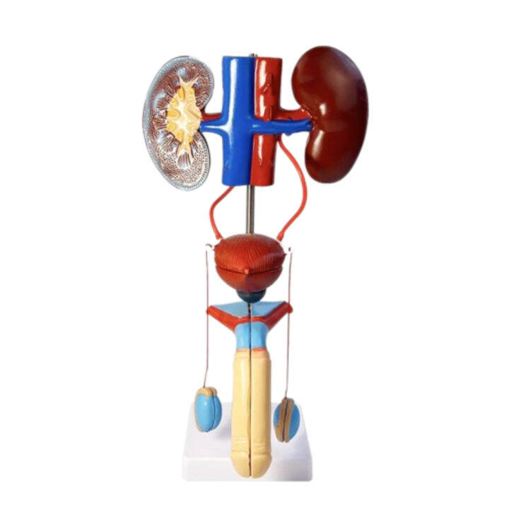 Human Male Urinary System Anatomy Model With Reproductive Organ Kidney ...