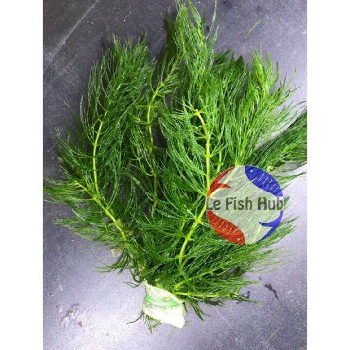 AQUARIUM AQUASCAPE DECORATIVE LIVE PLANT🌱CERATOPHYLLUM DEMERSUM ...