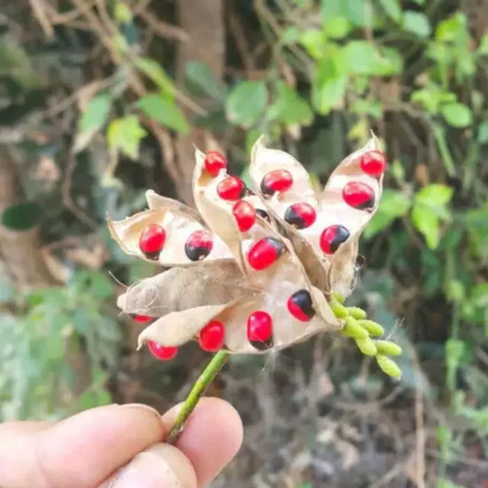 5 benih biji Saga atau Biji sogok tunteng | Lazada Indonesia