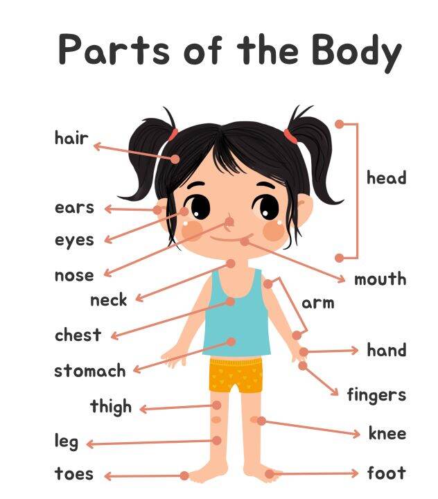 Science Body Parts Anatomy Heart Digestive Brain System Laminated Chart ...