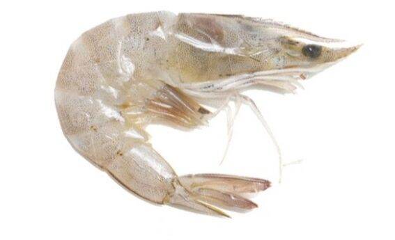 [Fresh] Udang Segar Saiz S (500g) | Lazada