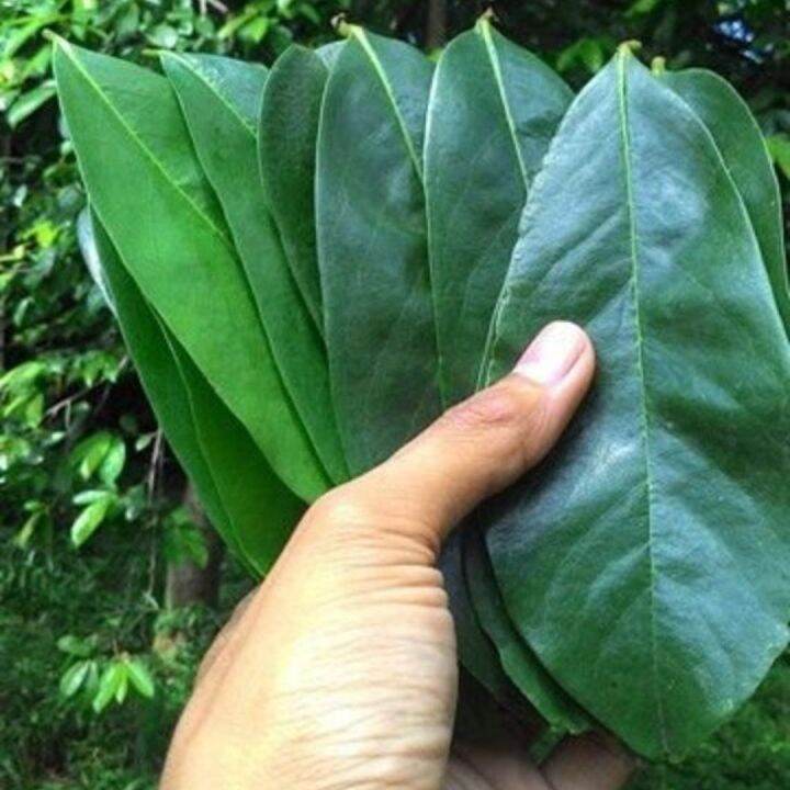 Daun Sirsak Segar Herbal Organik 50 Lembar | Lazada Indonesia