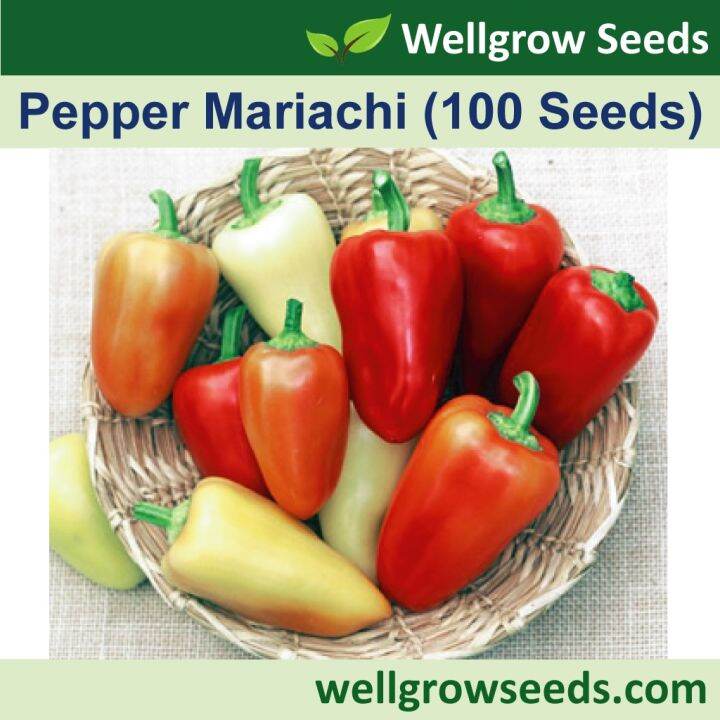 Pepper Mariachi F1 (100 sds) (Disease resistant) Vegetable Seeds ...