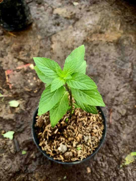 Bibit Tanaman Daun Peppermint - Pohon Peppermint - Daun Mint - Herbal ...