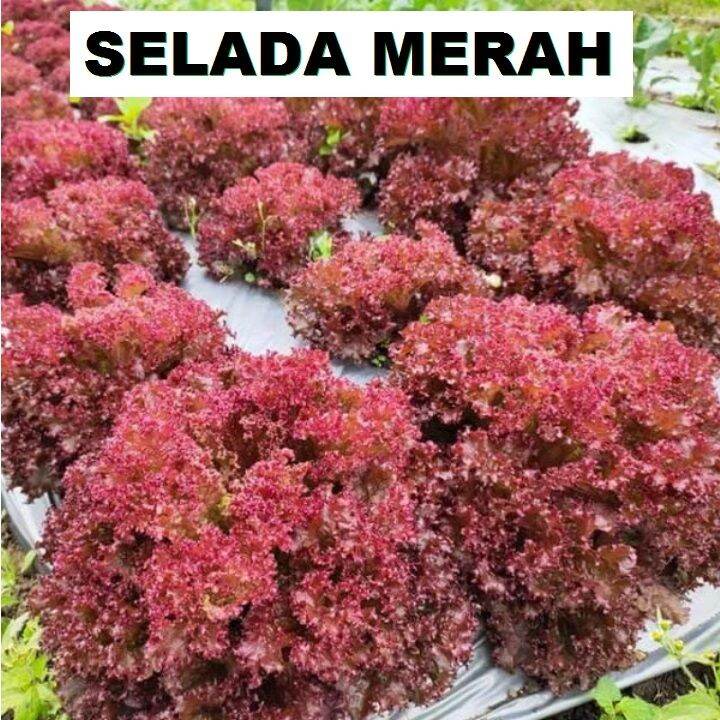 SELADA MERAH 100 biji bibit seed seeds Benih Selada Keriting Merah Olga ...