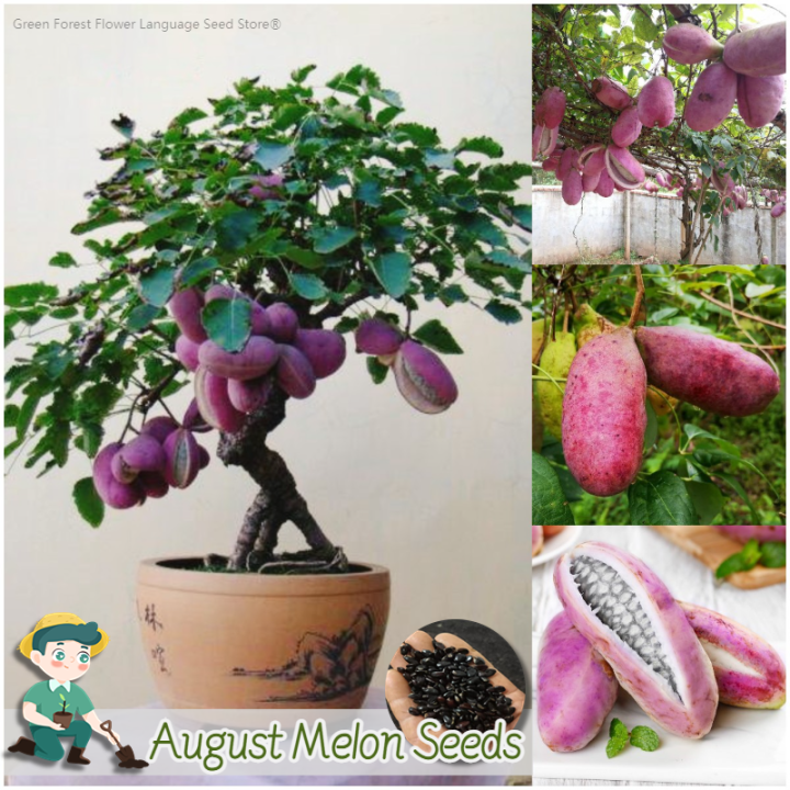 [Easy to grow in Malaysia] Fresh August Melon Seeds Fruit Seeds for ...