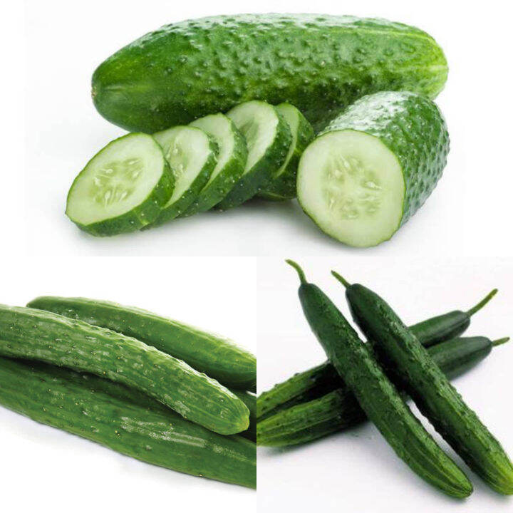 binhi pantanim 5 seeds chinese pickling cucumber variety outdoor fruit ...