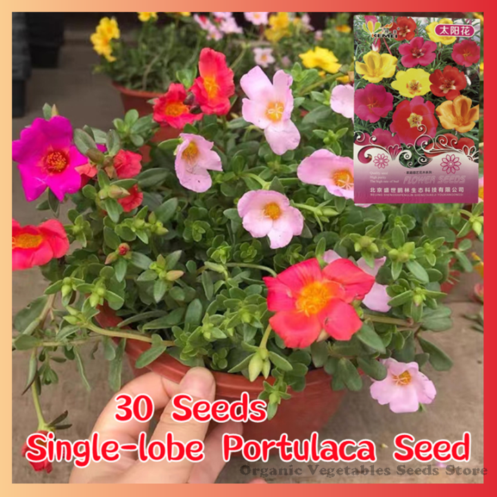 30 Seeds Single-lobe Portulaca Seed Biji Benih Bunga Rose Jepun 单瓣太阳花种子 ...