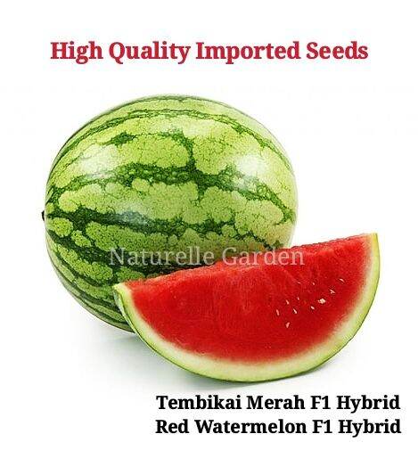 Biji Benih Tembikai Merah F1 Hybrid Red Watermelon Seeds ( 8 seeds per pack) | Lazada