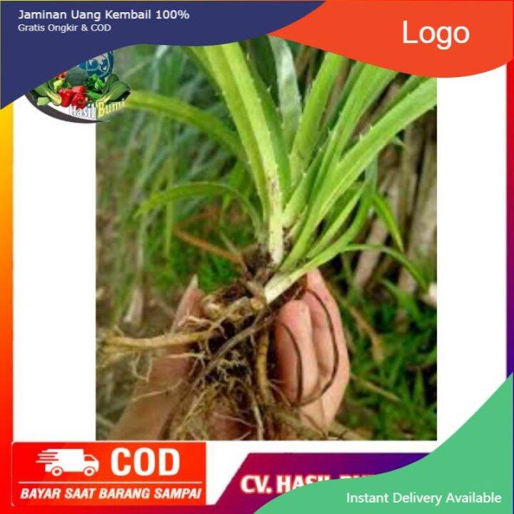 tanaman akar pandan duri akar landan laut 300gram | Lazada Indonesia