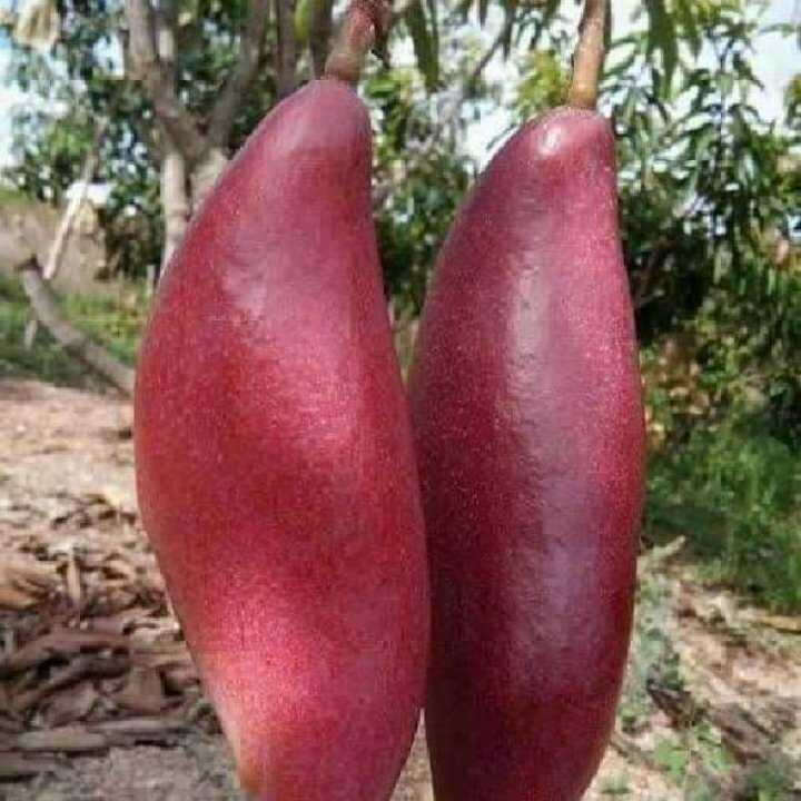 Bibit Mangga Red Ivory Stek Okulasi Jumbo Mangga Merah Jumbo Manis ...