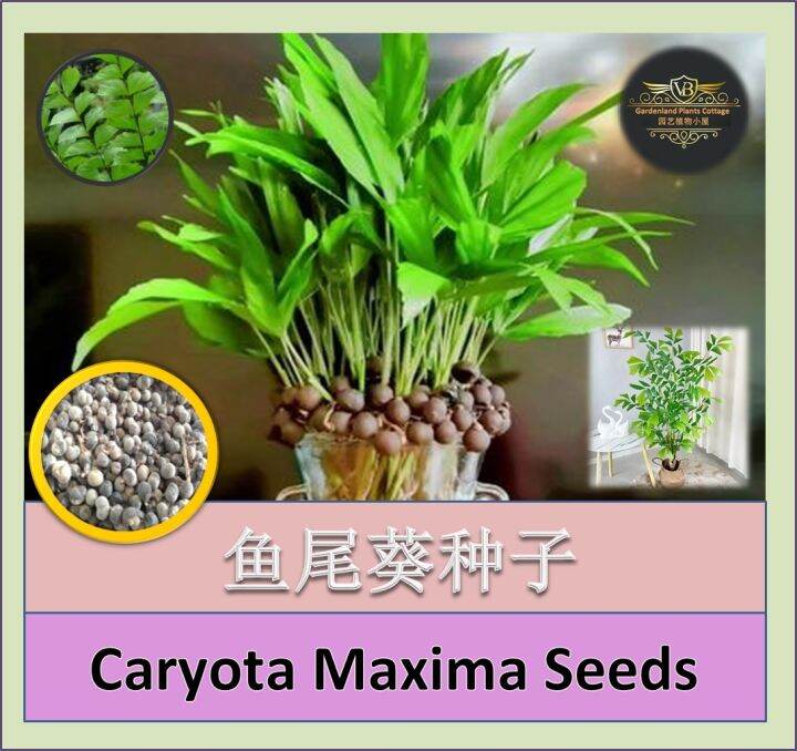 【Ready Stock/现货】Caryota Maxima Seeds/ Fishtail Palm Seeds 鱼尾葵种子 | Lazada