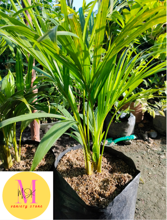 Palmera- Indoor Plant Real or Live plants - 2 pcs Uprooted and ready to ...