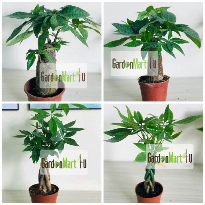 GM4U Pachira Plant|Pachira Braided|Pachira Aquatica|Pachira Tree Head ...