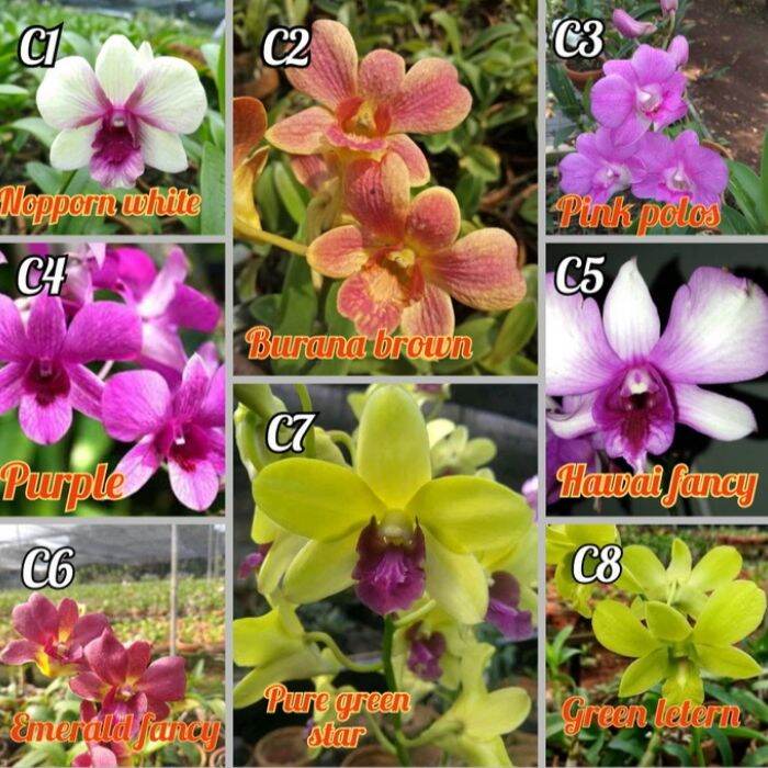 seedling bunga anggrek dendrobium - bibit bunga anggrek dendrobium ...