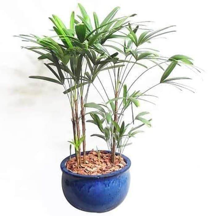 tanaman hias palem indoor palem regu | Lazada Indonesia