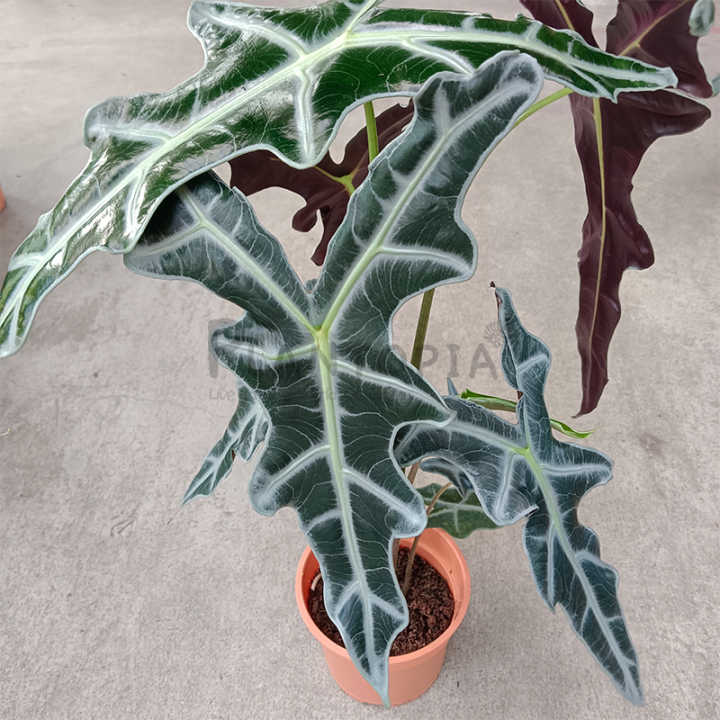 [Plantopia] Alocasia Sanderiana Nobilis | Pokok Alocasia Hidup | Real ...