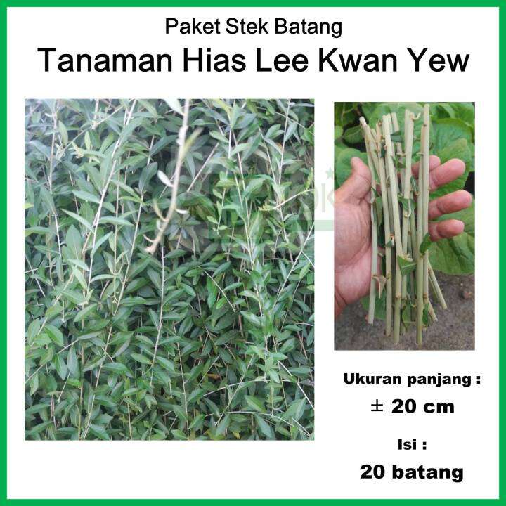 Paket Bibit Stek Batang Tanaman Hias Lee Kwan Yew – Lee Kwan Yu ...