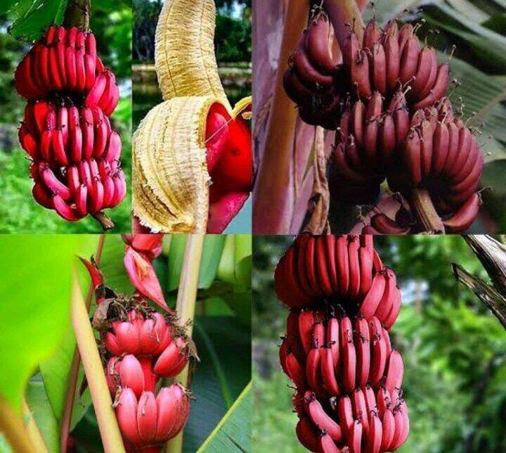 Bibit pisang merah pisang kidang buah warna merah rasa manis legit buah ...