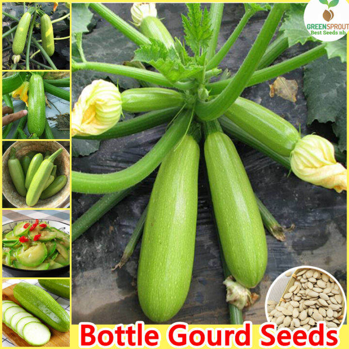 [High Yielding Seeds] Bottle Gourd Seed Upo Seeds for Planting ...