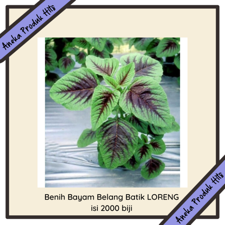 Benih Bayam Belang Batik LORENG isi 2000 biji | Lazada Indonesia