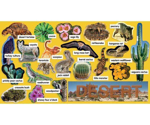 Desert Plants & Animals Mini Bulletin Board | Lazada Singapore
