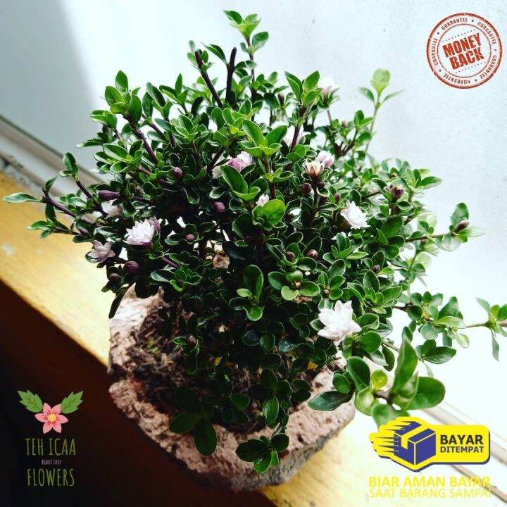Bunga seribu bintang hidup bahan bonsai seribu bintang tanaman seribu ...
