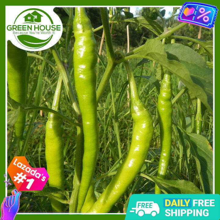 [Green House] Siling Panigang Seeds for Planting Vegetable Plants (+/-50 Seed) + FREE Fertilizer ...