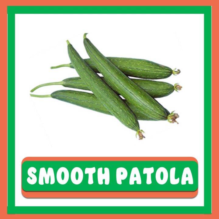 SMOOTH PATOLA/ SEEDS/ VEGETABLE SEEDS | Lazada PH
