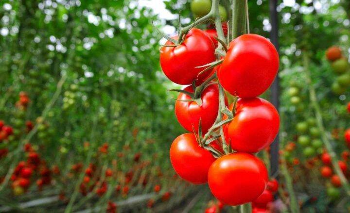 25 Benih Tomat besar Bibit Sayuran benih tanaman tomat berbuah besar ...