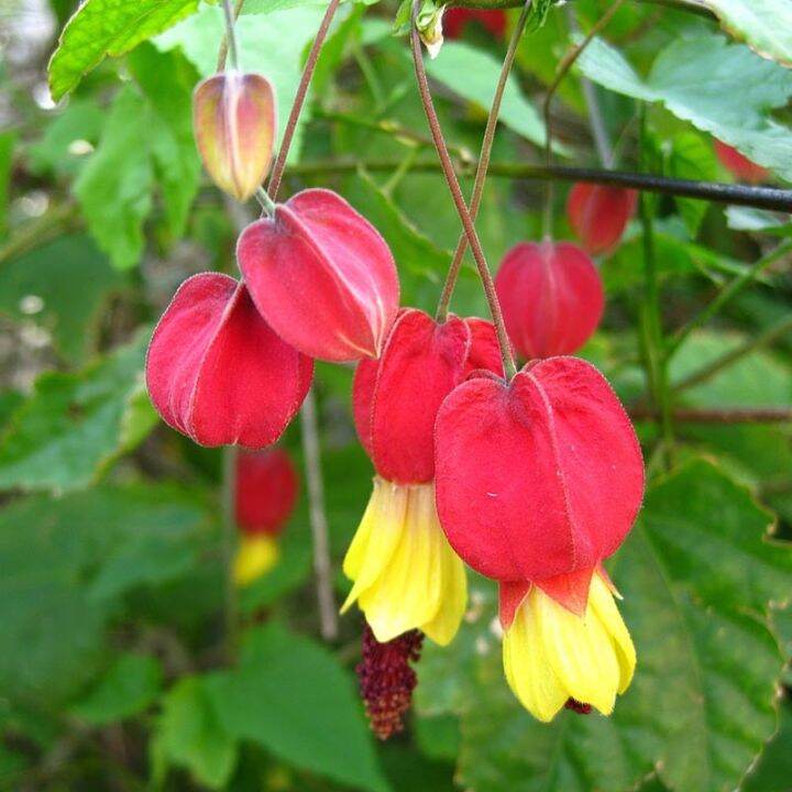 Tanaman Bunga Lampion (Cherrybell) | Lazada Indonesia