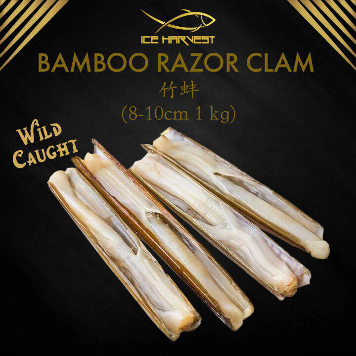 Bamboo Clam Razor Clam 1kg Wild Caught Fresh Frozen 竹蚌 | Lazada Singapore