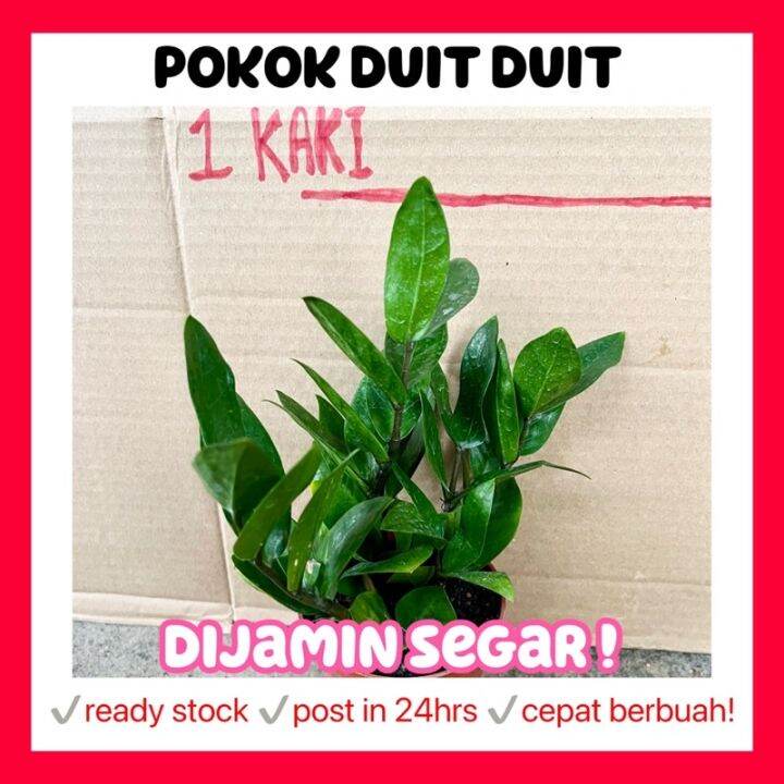 Rina • pokok Duit Duit • ZZ zamioculcas zamiifolia zanzibar gem live ...