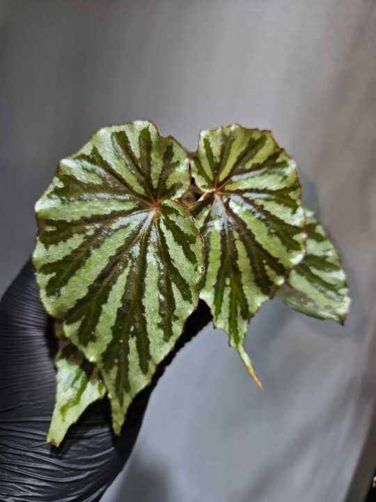 [Terrarium World] Begonia irian jaya | Lazada