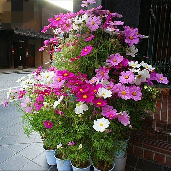 100 seeds Dwarf Cosmos/Gesang flower seeds for planting easy to plant ...