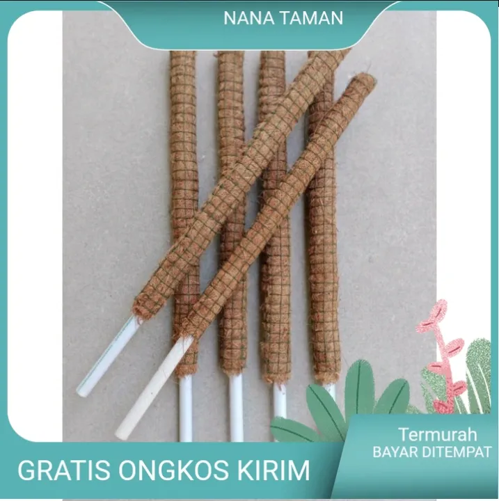 turus tanaman 50 cm 1 KG MUAT 5 TURUS YA KAK ready banyak bisa cod ...