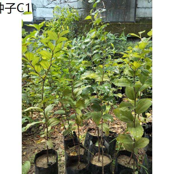 Mansanitas in seedling bag♒ | Lazada PH