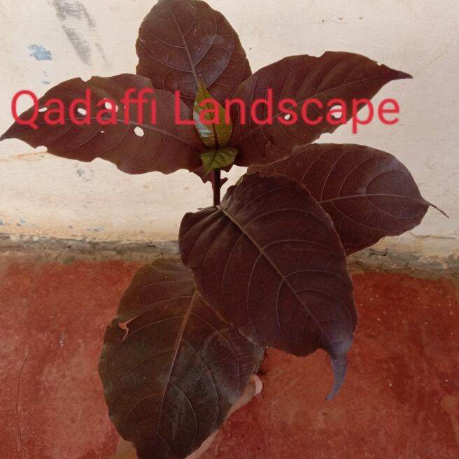 Tanaman Herbal Handeleum Pohon Handelem Daun Ungu | Lazada Indonesia