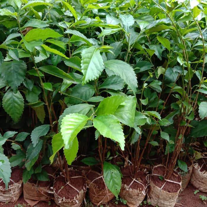 paket 100 polybag tanaman pagar teh tehan pohon pangkas | Lazada Indonesia