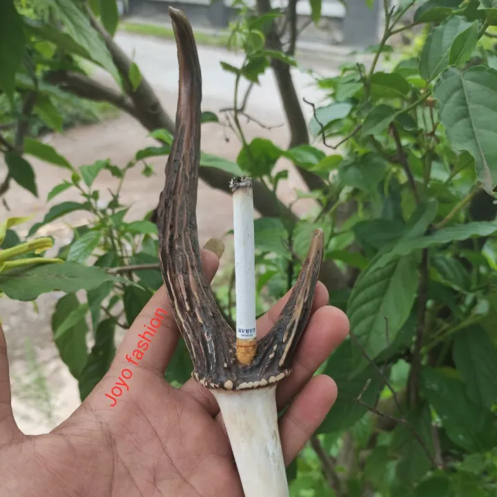 pipa once serotong gading tanduk kijang kencana WUNGU | Lazada Indonesia