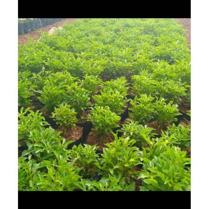 Tanaman Krokot Hijau Tanaman Kerokot Hijau Tanaman Kerokot | Lazada ...